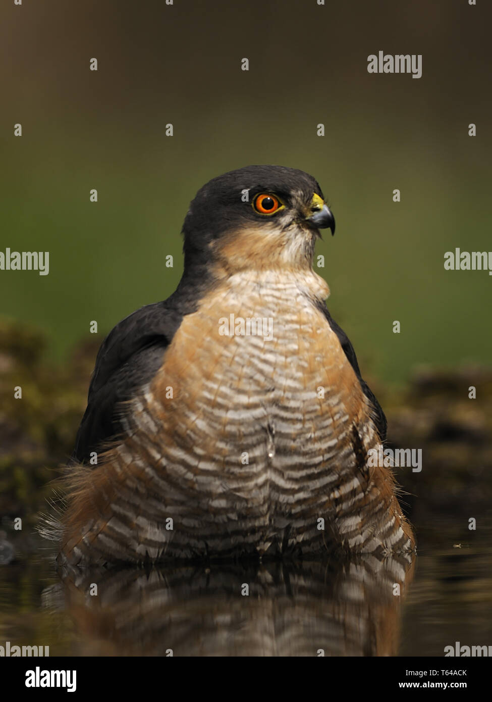 Male sparrow hawk hi-res stock photography and images - Alamy