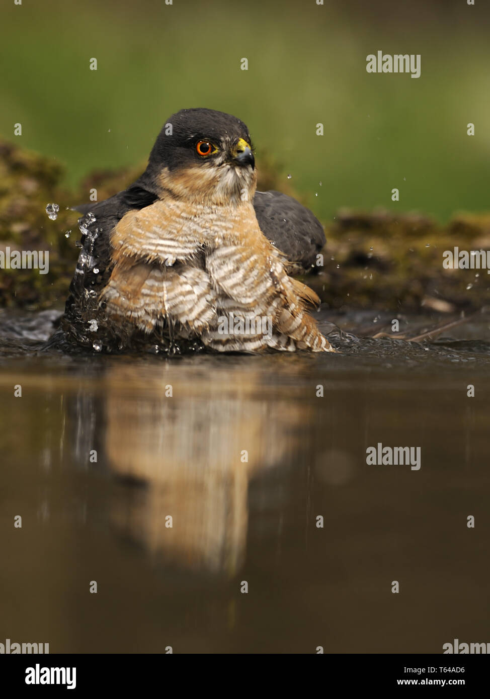 Eurasian sparrow hawk hi-res stock photography and images - Alamy