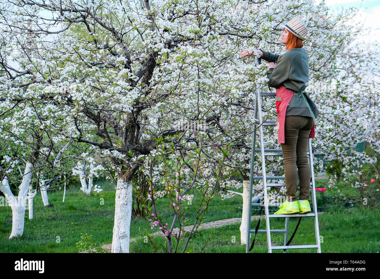 Work in the garden. Spring care for blooming trees Stock Photo - Alamy