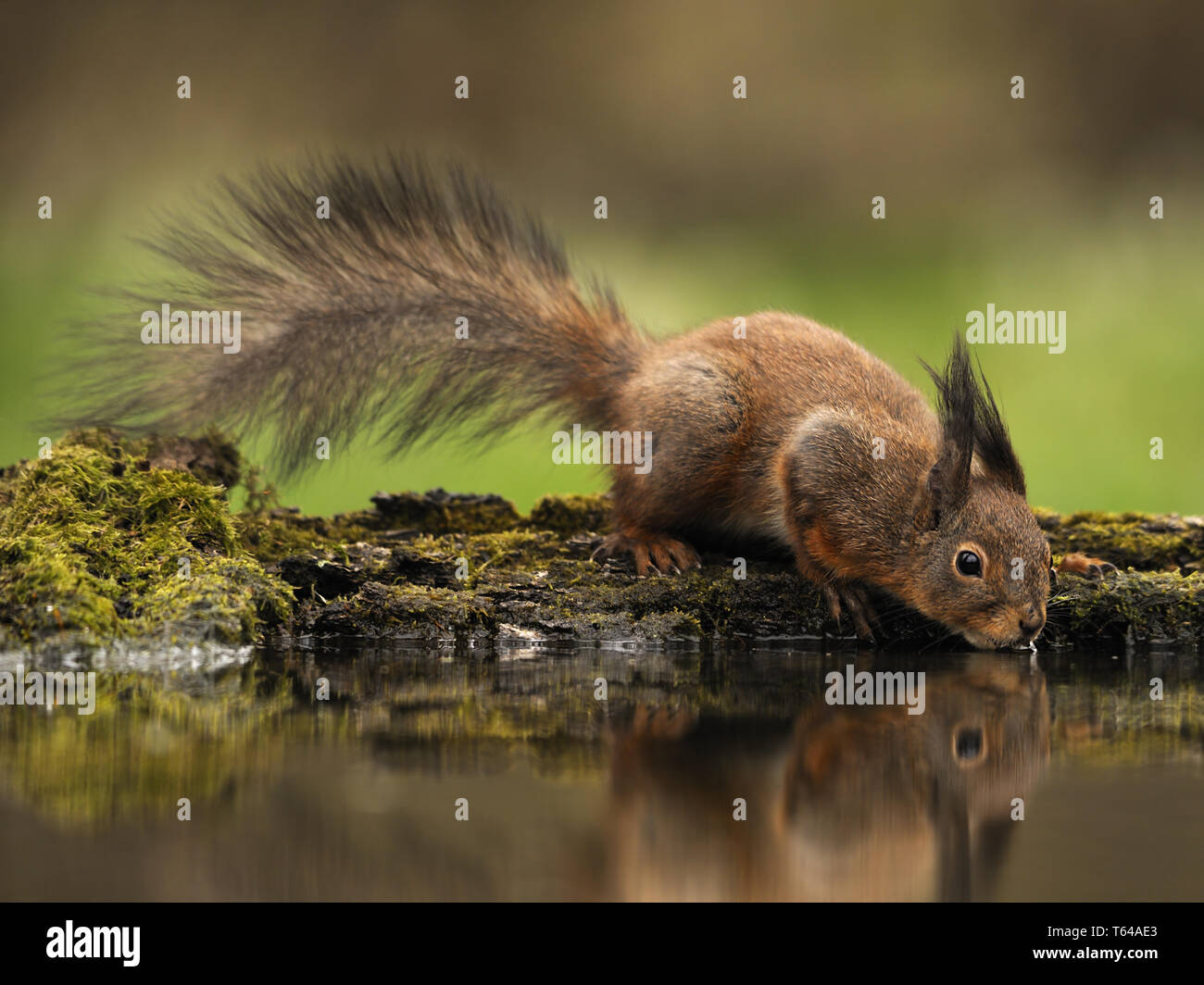 German red squirrel hi-res stock photography and images - Alamy