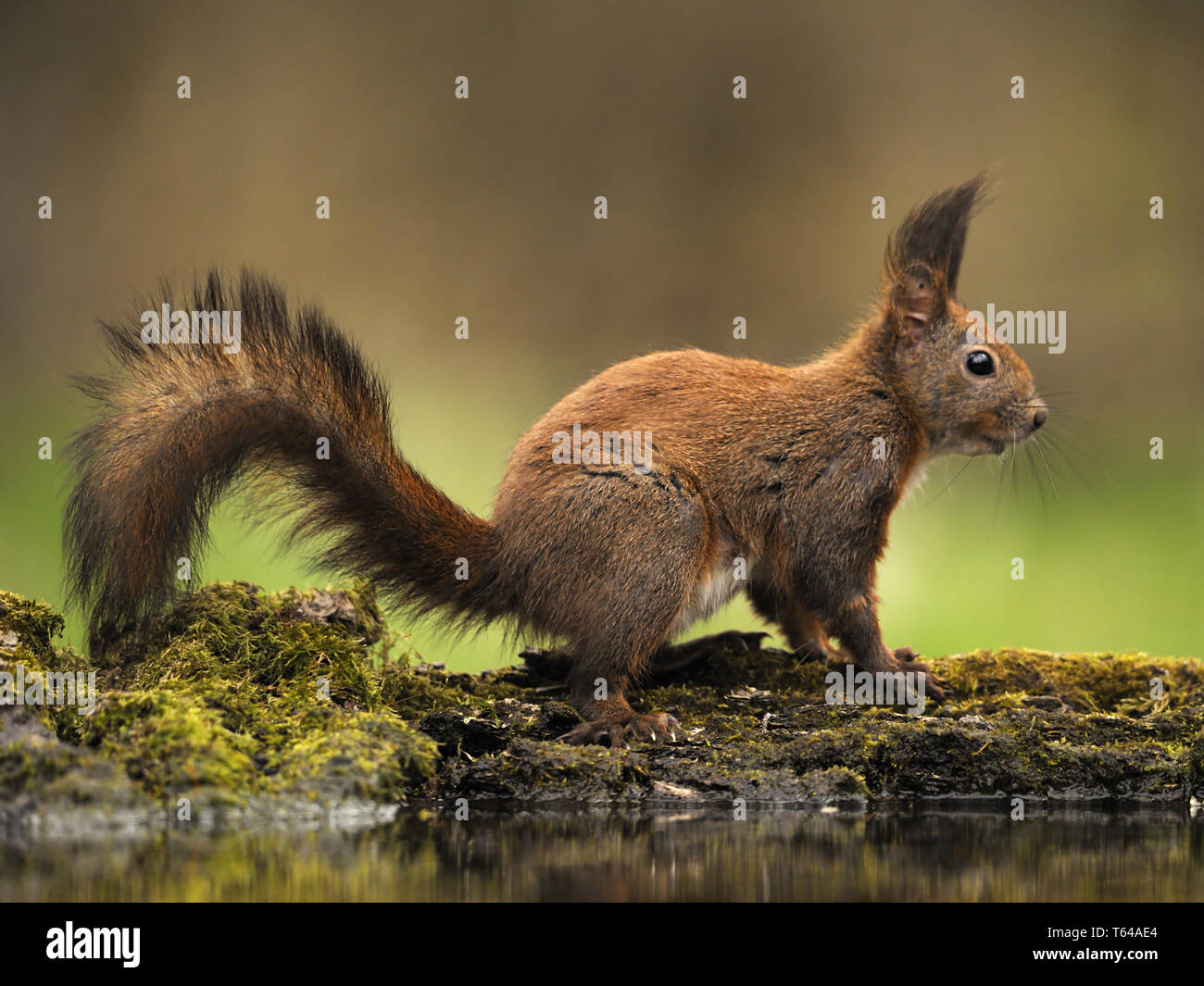 Sciurus vulgaris h hi-res stock photography and images - Alamy