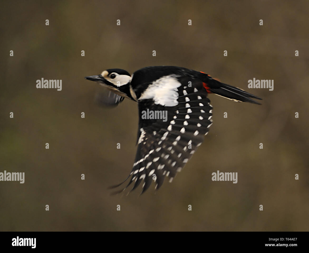 great woodpecker, Dendrocopos major Stock Photo - Alamy