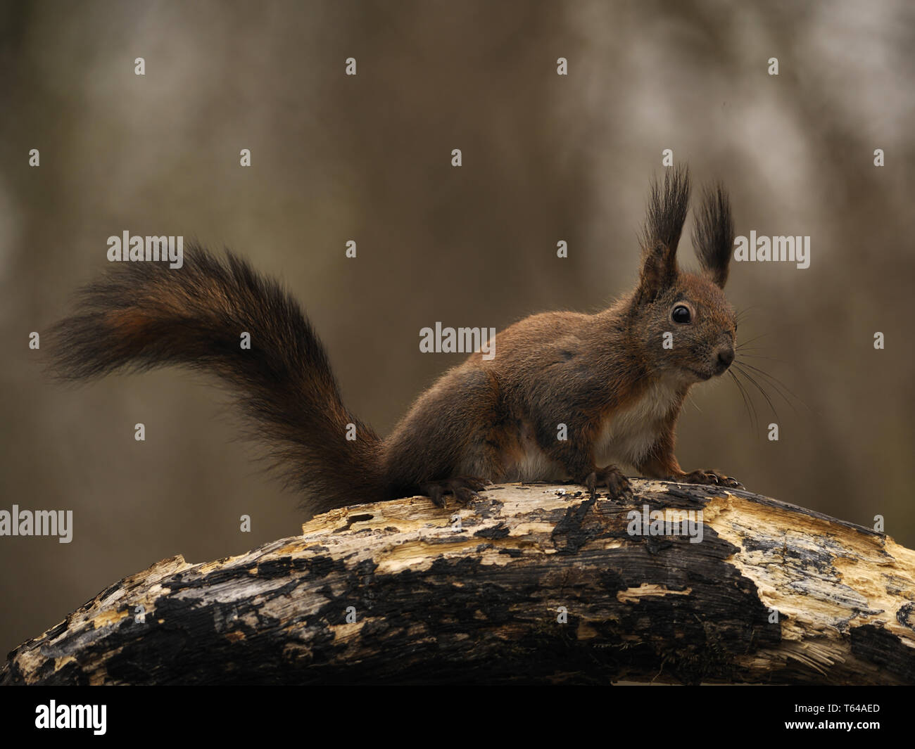 German squirrel hi-res stock photography and images - Alamy