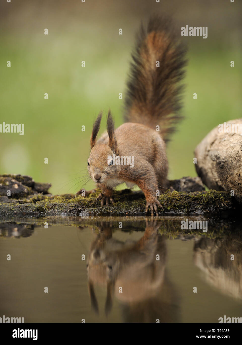 German red squirrel hi-res stock photography and images - Alamy