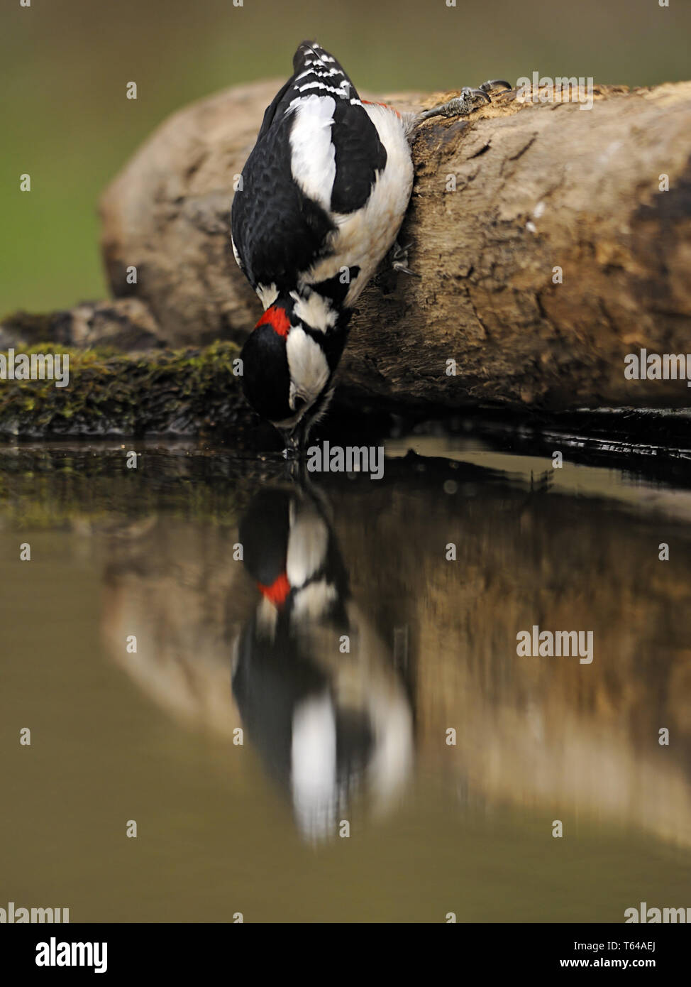 great woodpecker, Dendrocopos major Stock Photo - Alamy