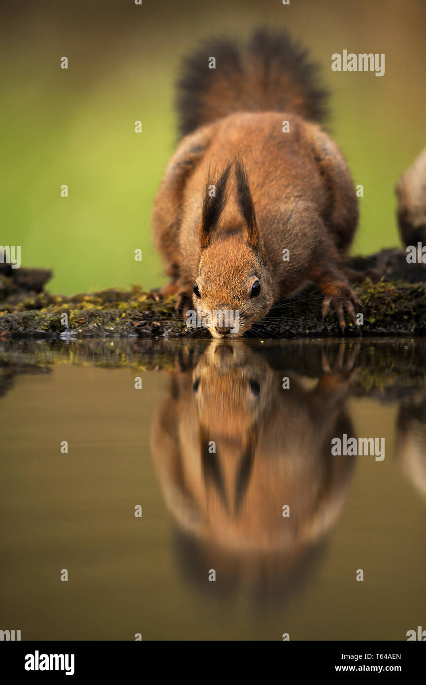 Charming squirrel hi-res stock photography and images - Alamy