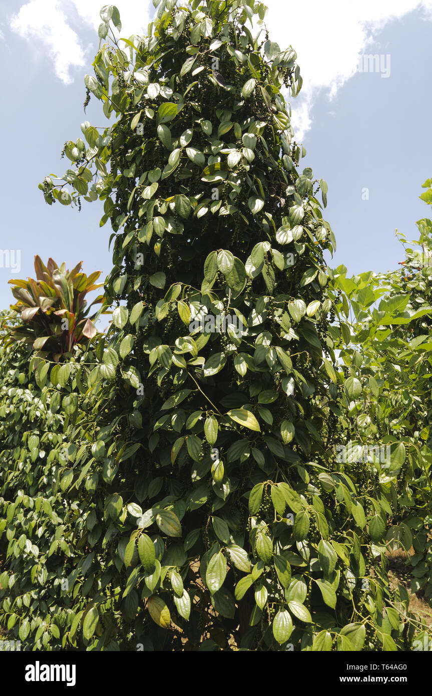 Pepper bush, Piper Nigrum Stock Photo - Alamy