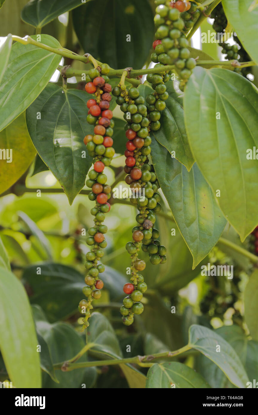 Pepper bush, Piper Nigrum Stock Photo - Alamy