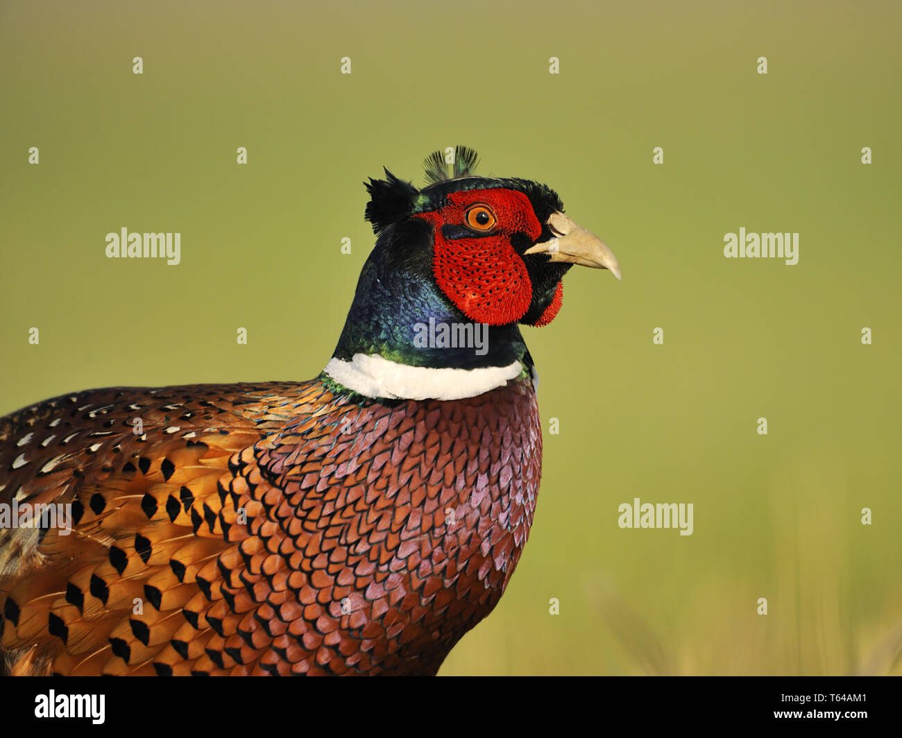 common pheasant, Phasianus colchicus Stock Photo - Alamy