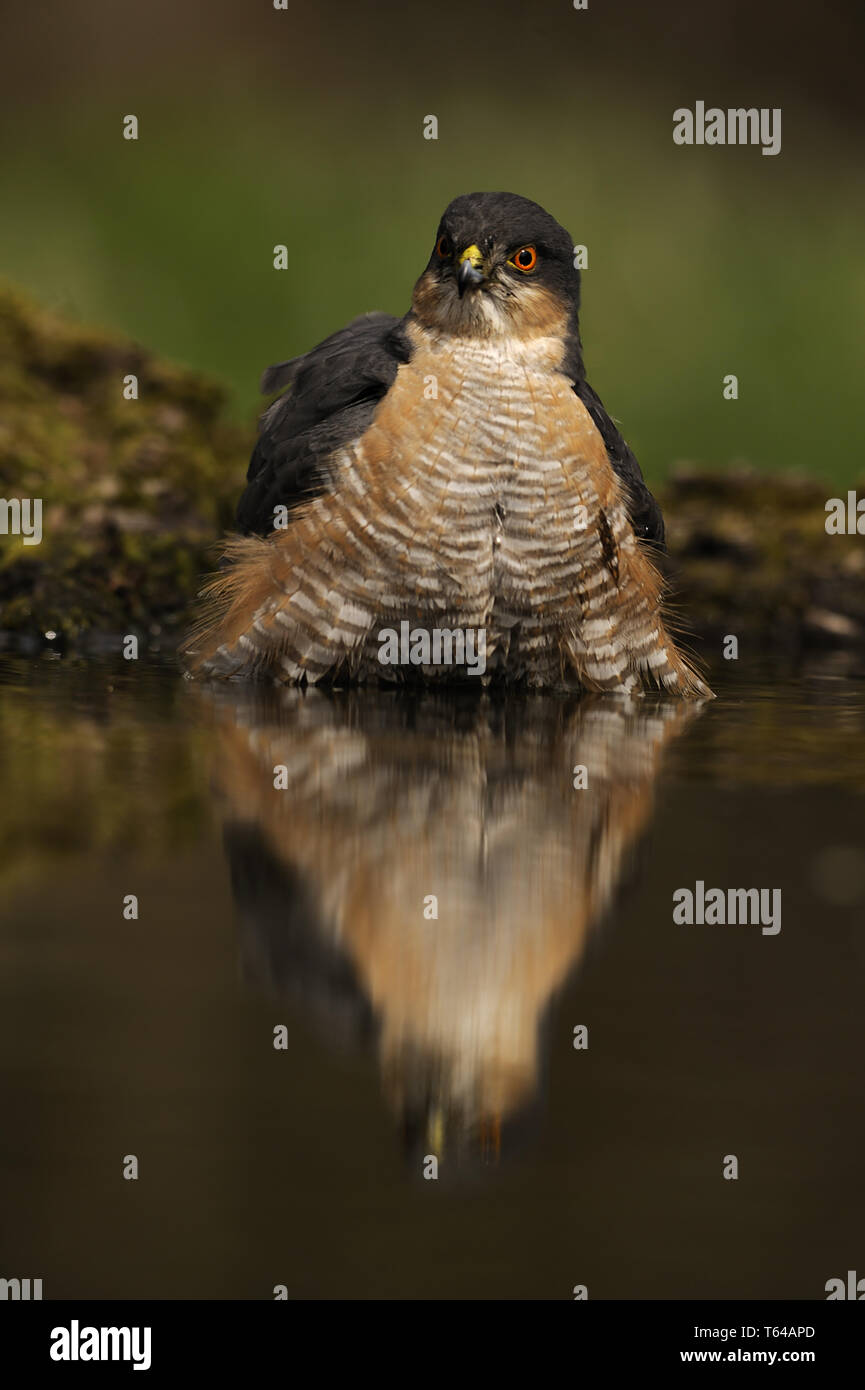Eurasian sparrow hawk hi-res stock photography and images - Alamy