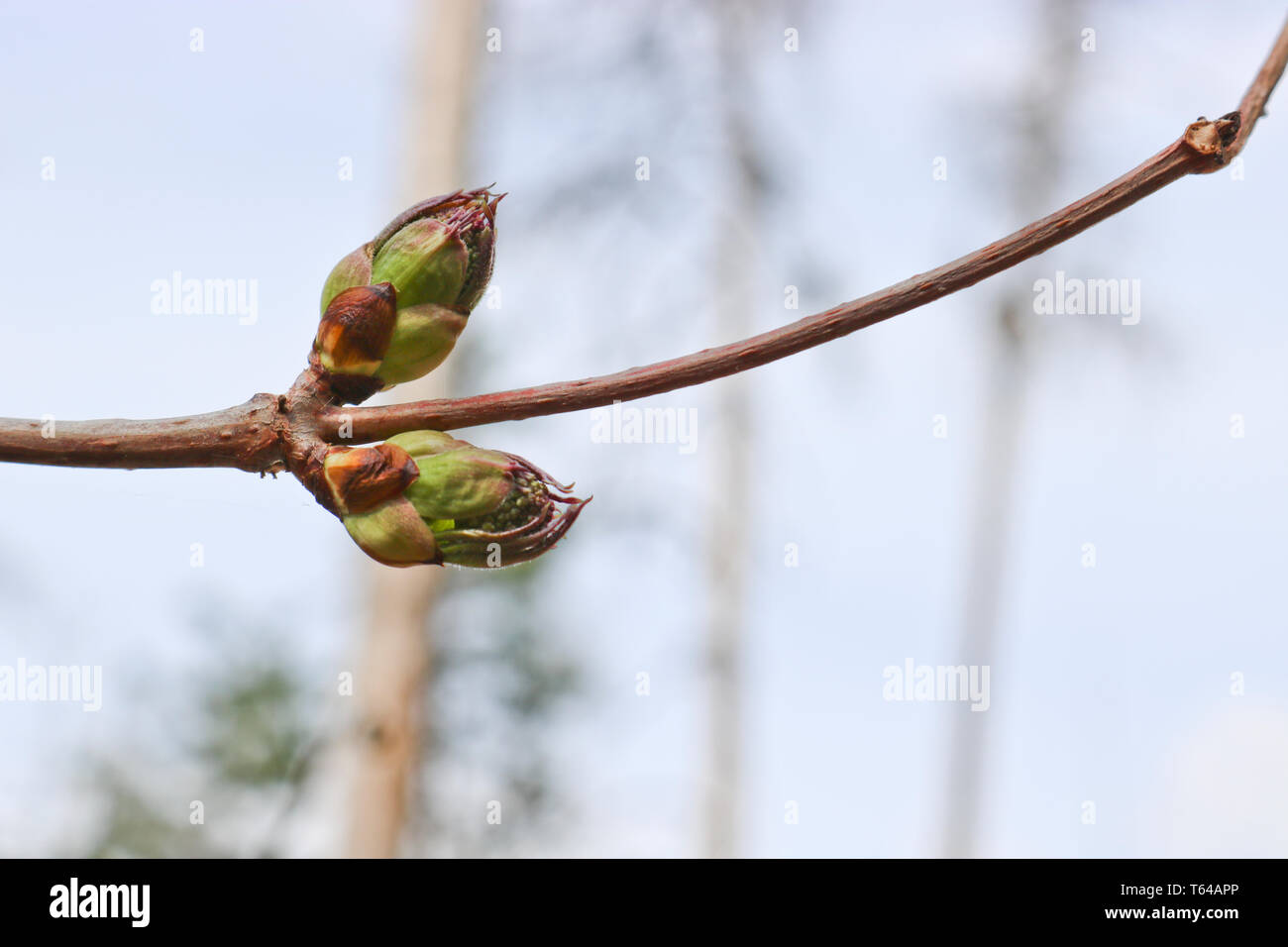 Swollen buds hi-res stock photography and images - Alamy
