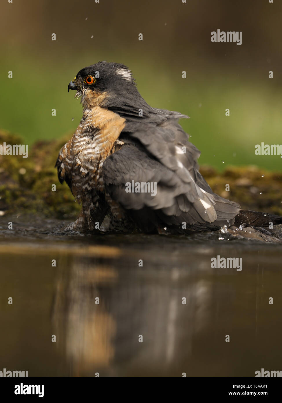 Male sparrow hawk hi-res stock photography and images - Alamy