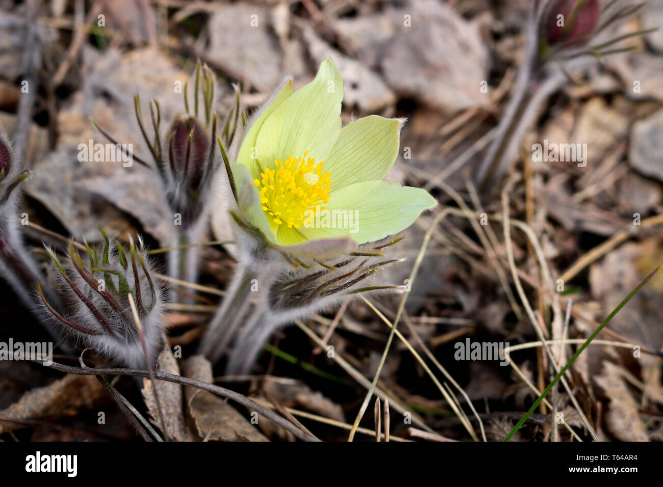 The first spring flowers of Prairie crocus, Pasque flower, prairie ...