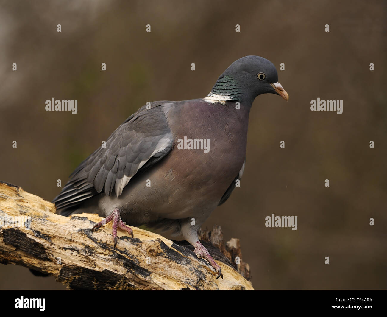 culver, cushat [Columba palumbus], wood pigeon Stock Photo - Alamy