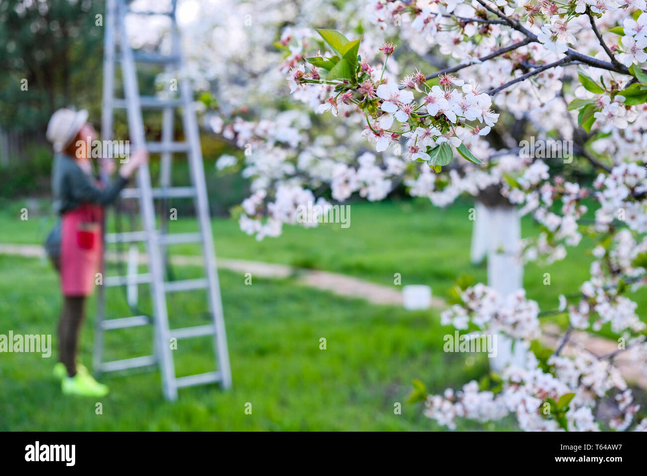 Orchard ladders hi-res stock photography and images - Alamy