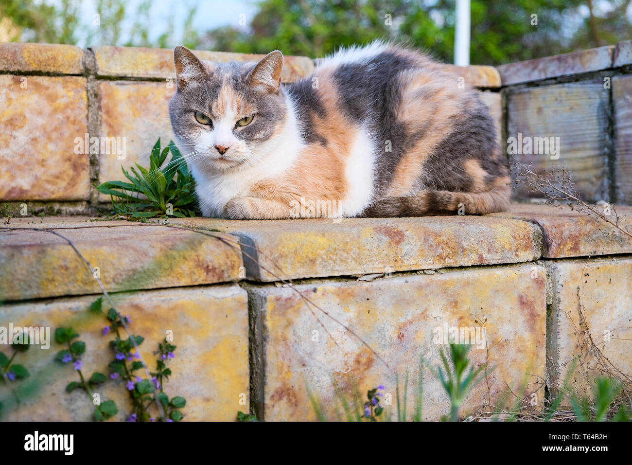 Three flower cat hi-res stock photography and images - Alamy