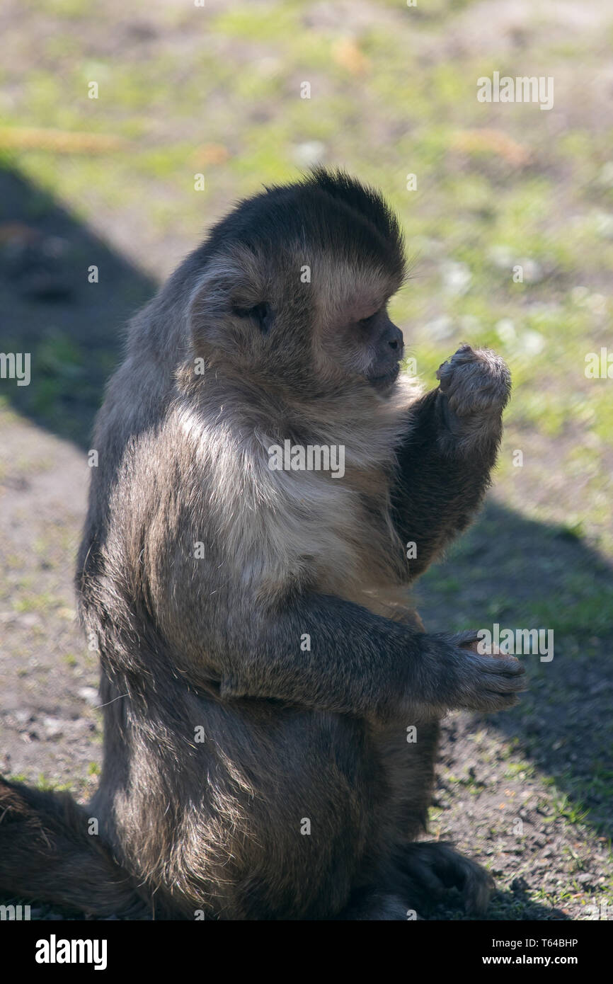 Happy capuchin hi-res stock photography and images - Alamy