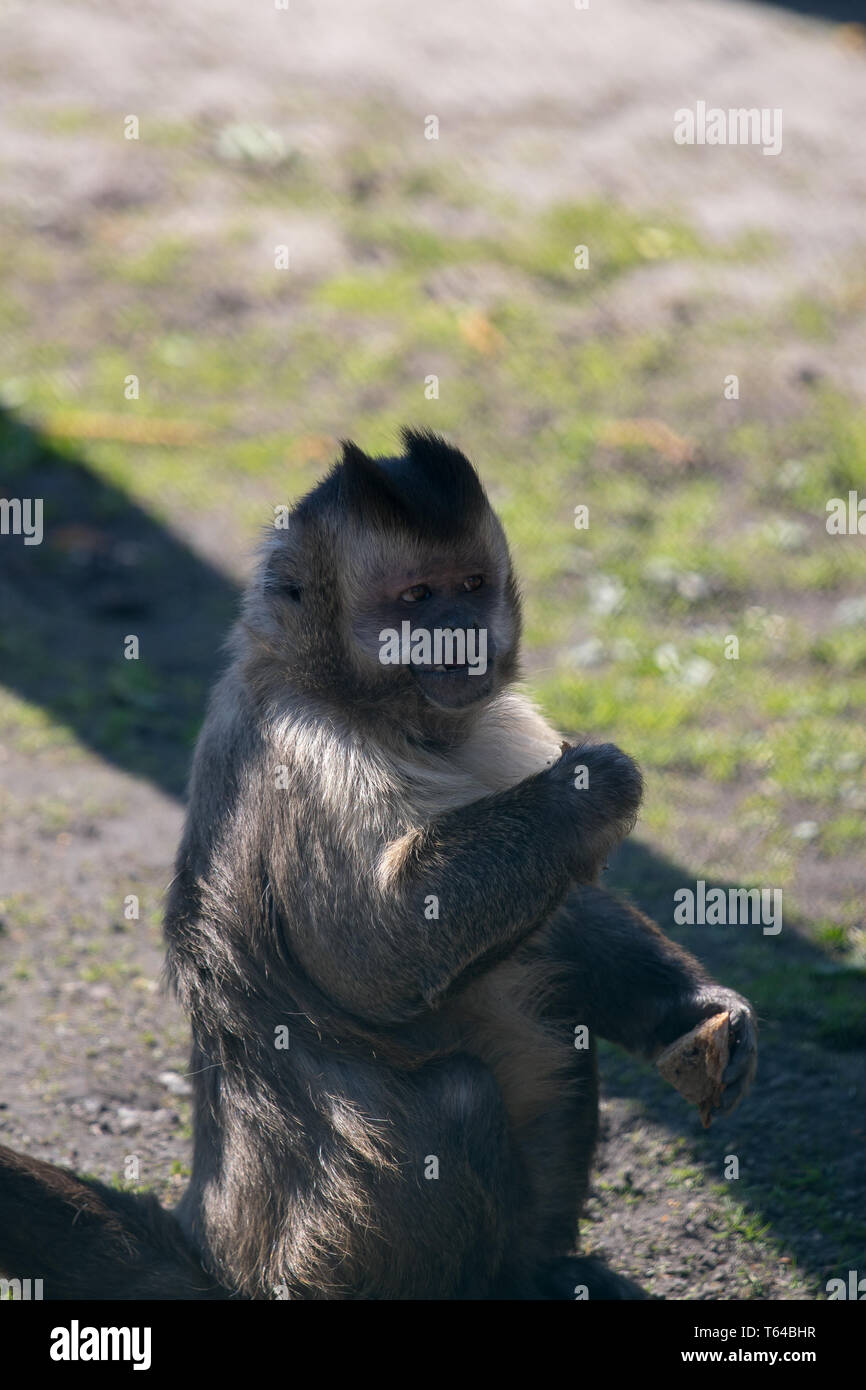 portrait of capuchin monkey eating in the sun, germany Stock Photo - Alamy