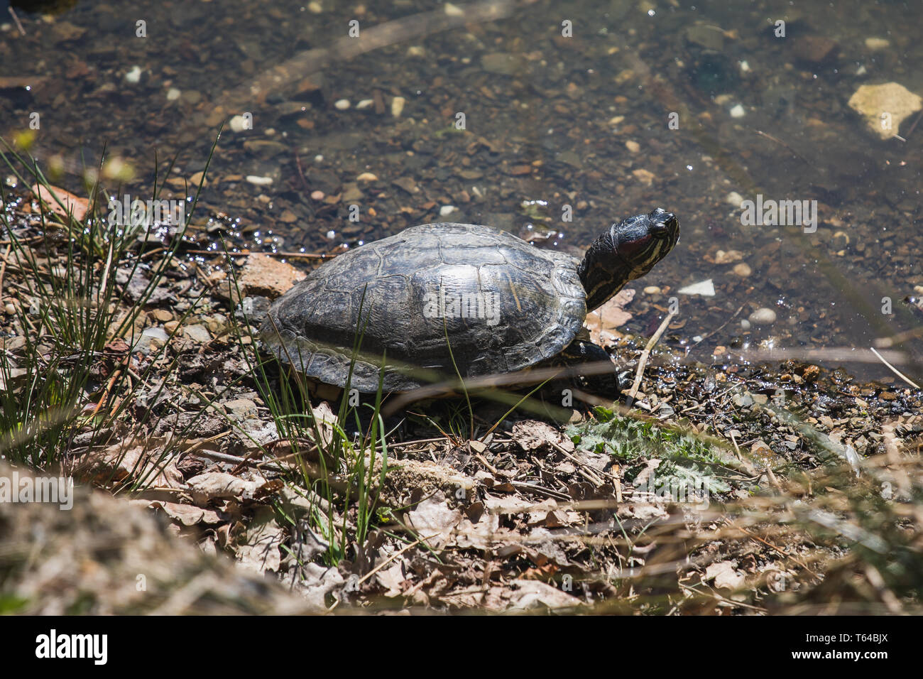 Turtle with neck extended hi-res stock photography and images - Alamy