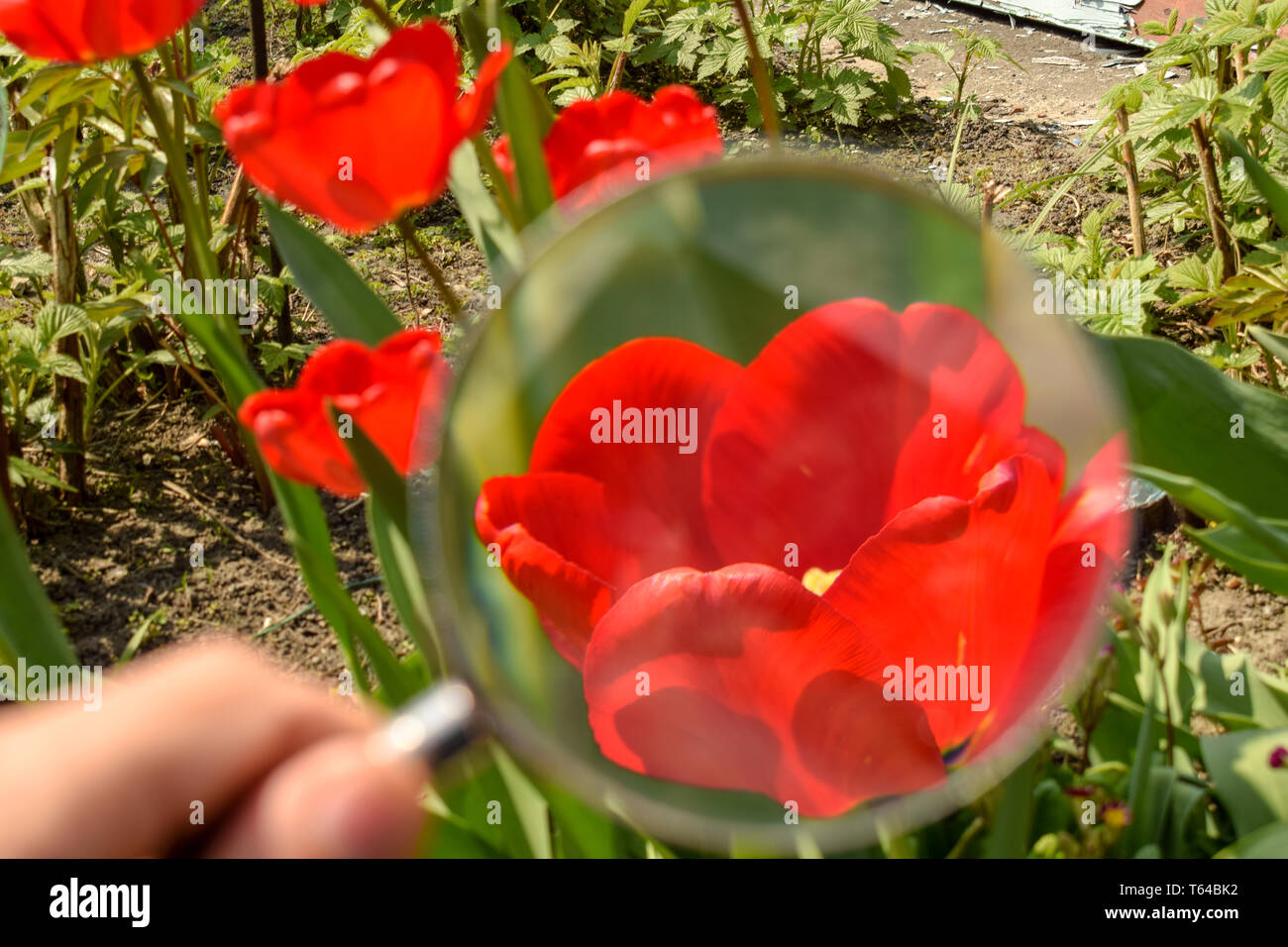 Flower in magnifying glass hi-res stock photography and images - Alamy