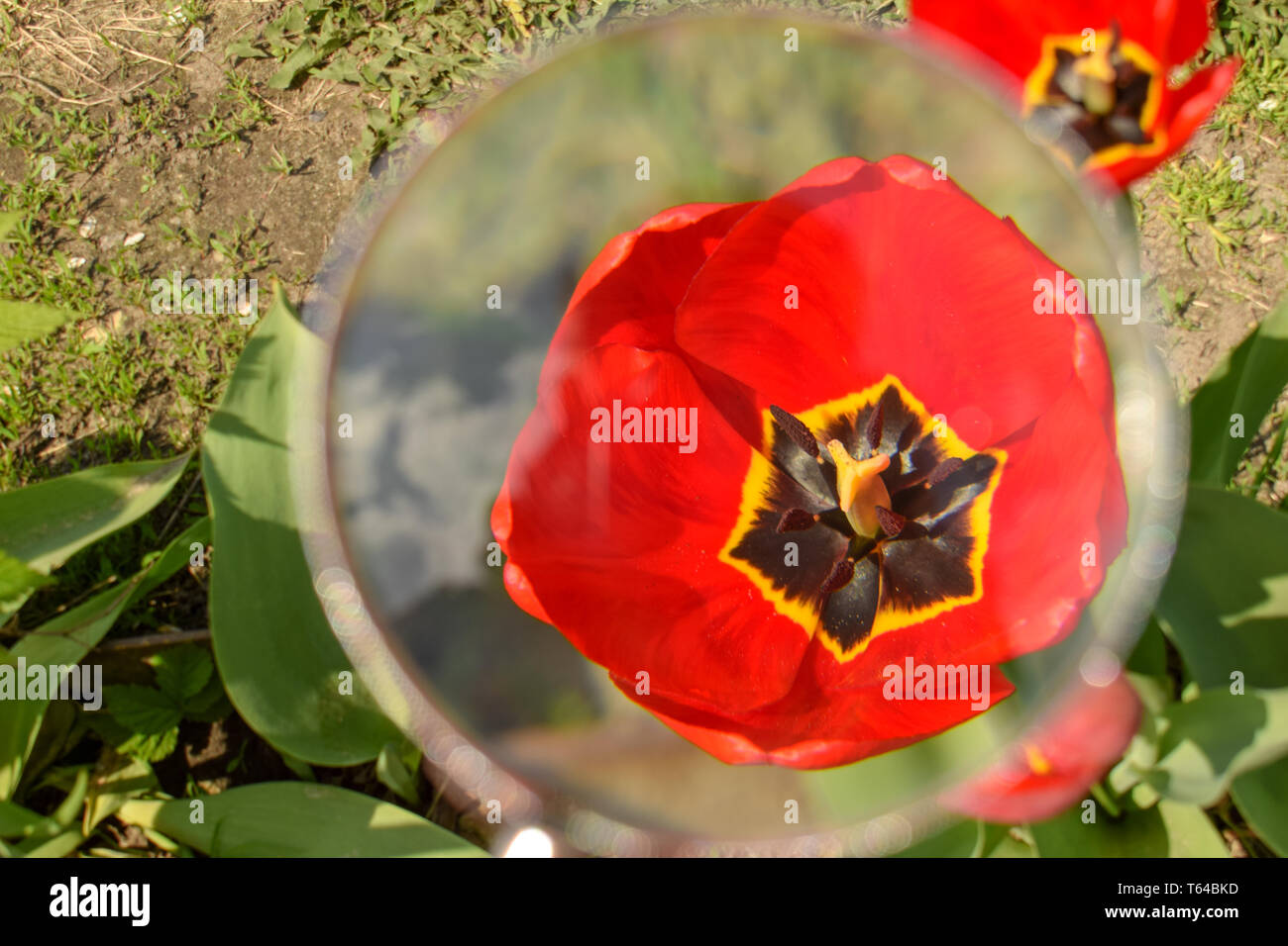 Magnifying glass leaf light hi-res stock photography and images - Alamy