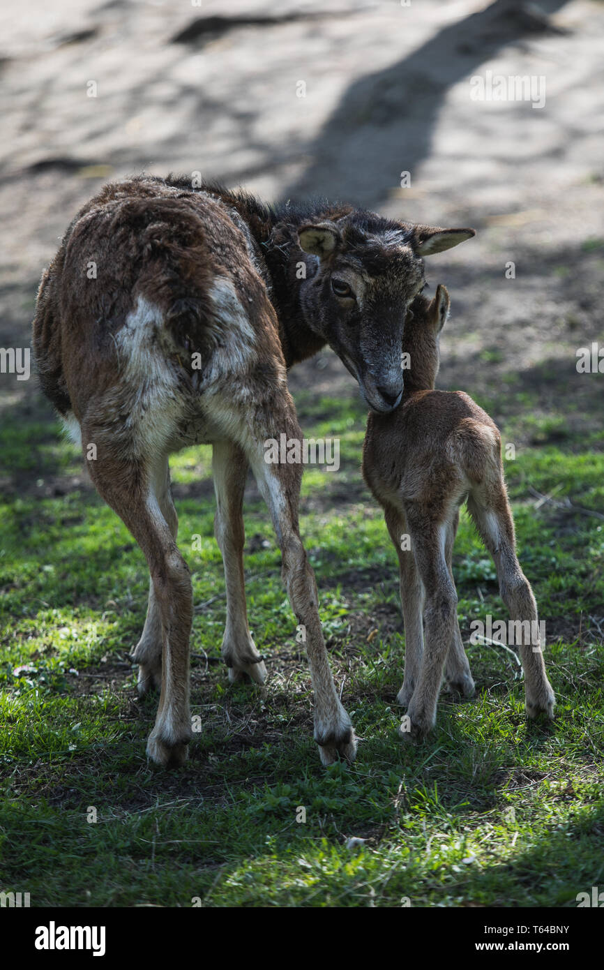 Male And Female Stone Sheep High Resolution Stock Photography and ...