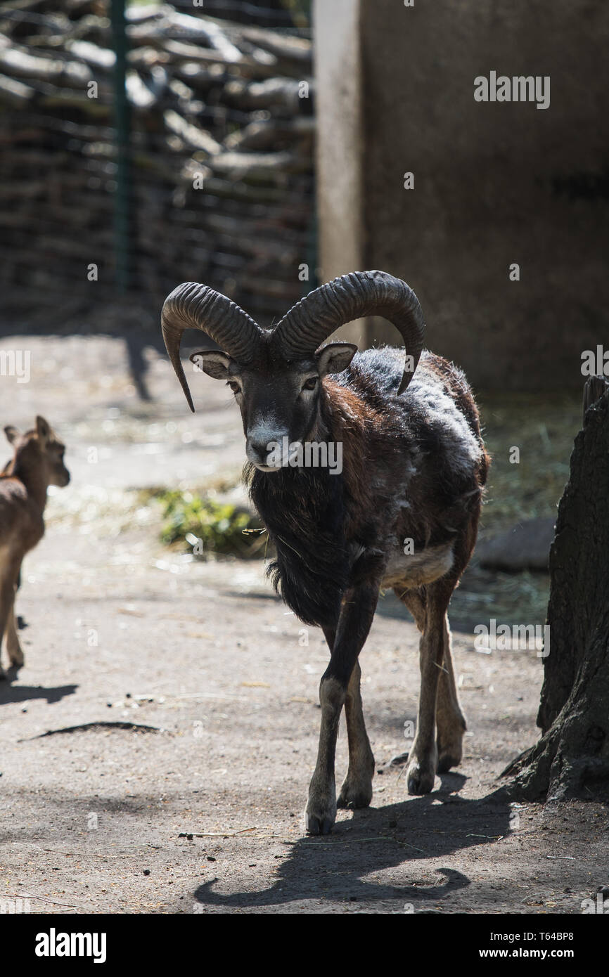 West caucasian tur hi-res stock photography and images - Alamy