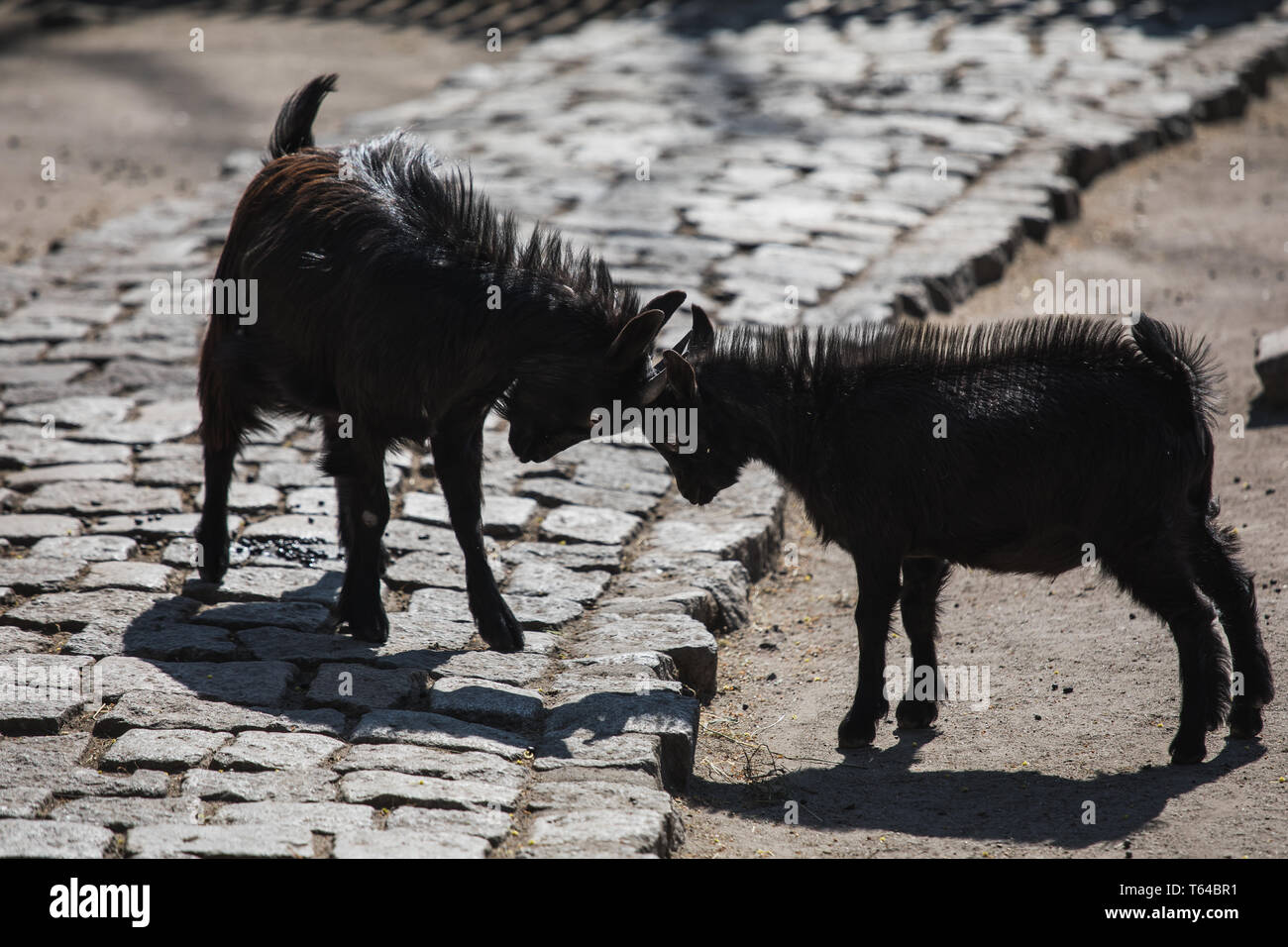 Two goats goat fight fighting hi-res stock photography and images - Alamy