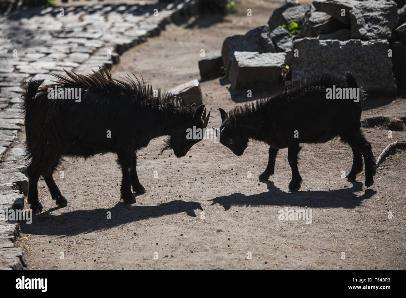 two young black goats fighting each other, germany Stock Photo - Alamy