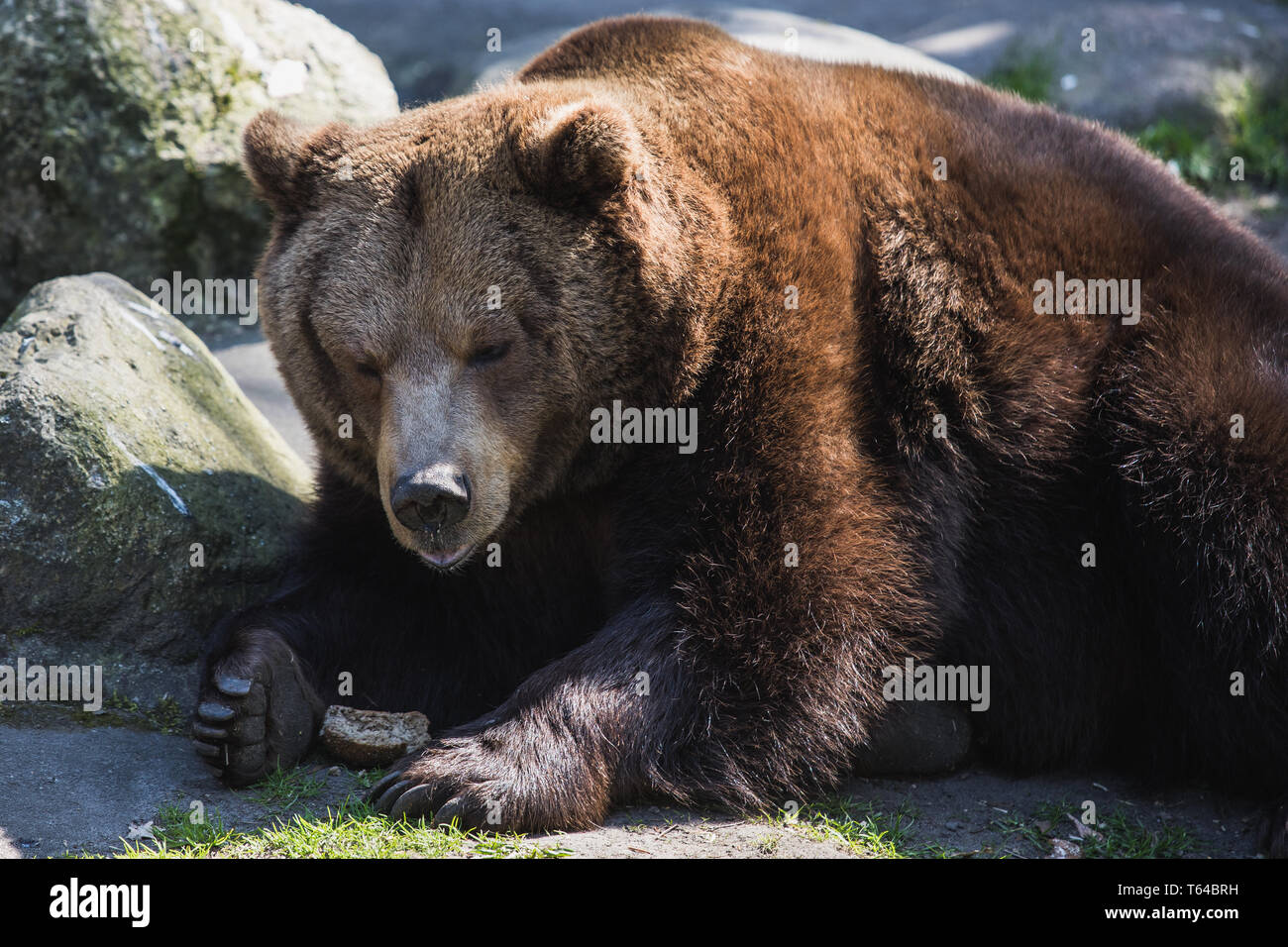 big brown grizzly bear lying in the sun, germany Stock Photo - Alamy
