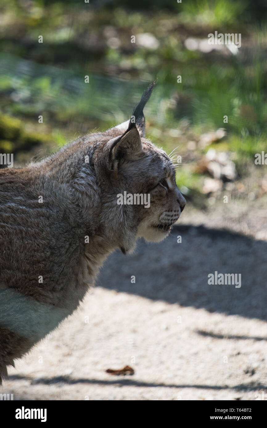 Lynx hare hi-res stock photography and images - Alamy