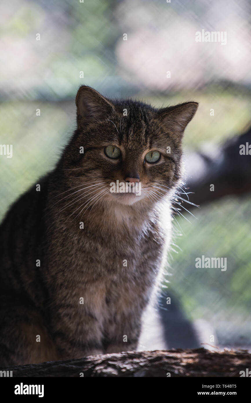 Young_wildcat hi-res stock photography and images - Alamy