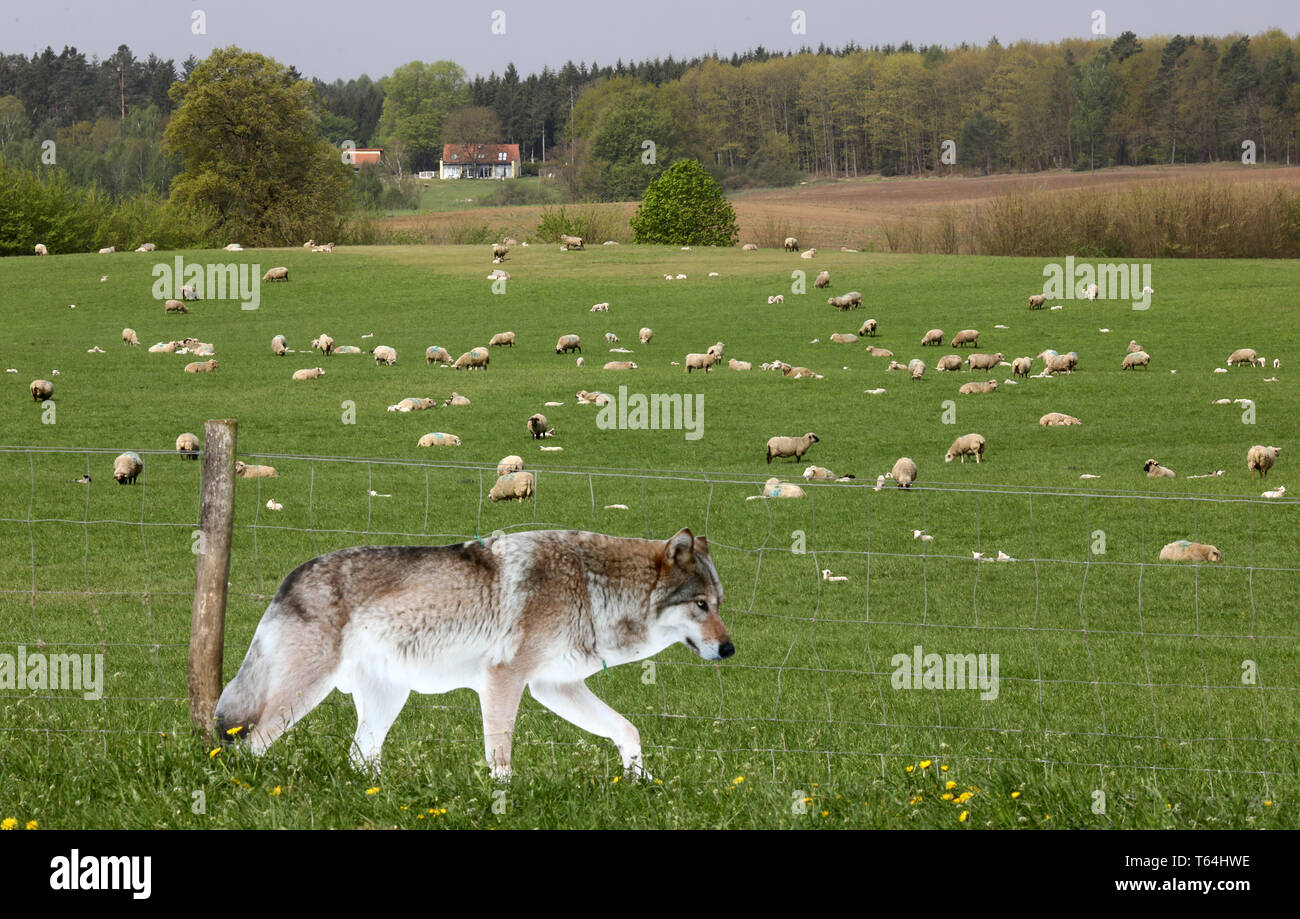 Life size sheep hi-res stock photography and images - Alamy