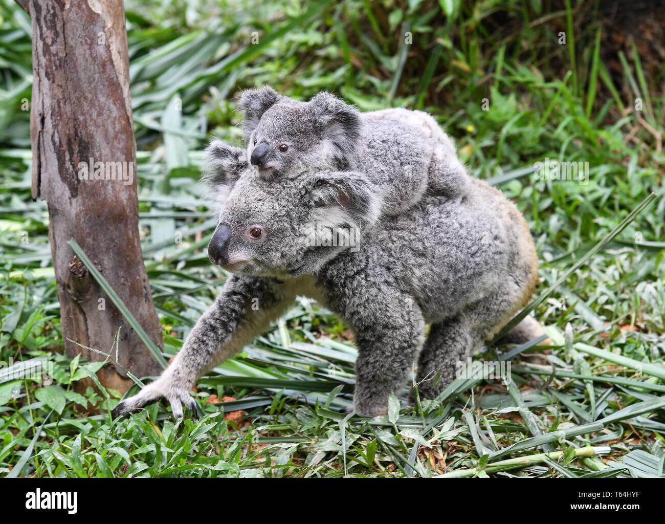 2006 guangzhou hi-res stock photography and images - Alamy
