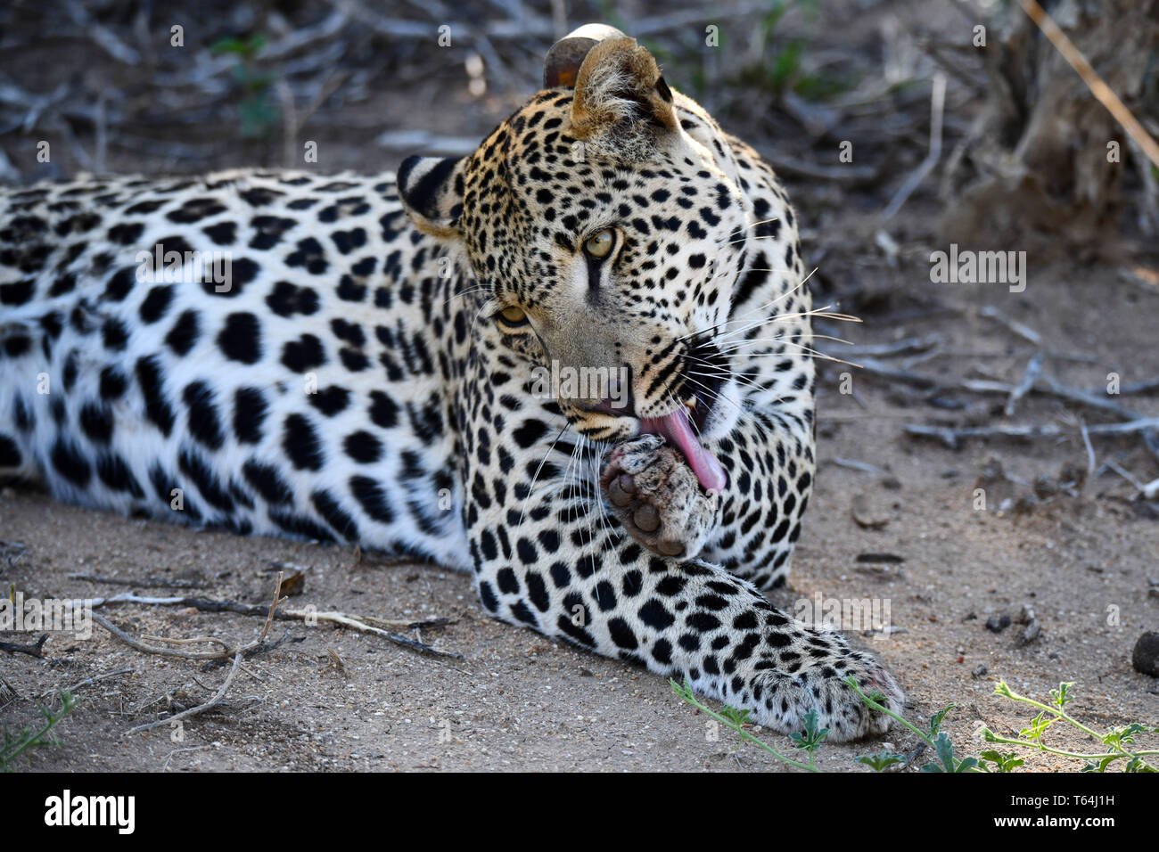 Reach 70 cm hi-res stock photography and images - Alamy