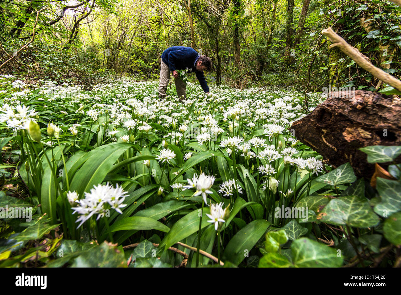Ardara, County Donegal, Ireland. 29th April 2019. Foraging for wild ...