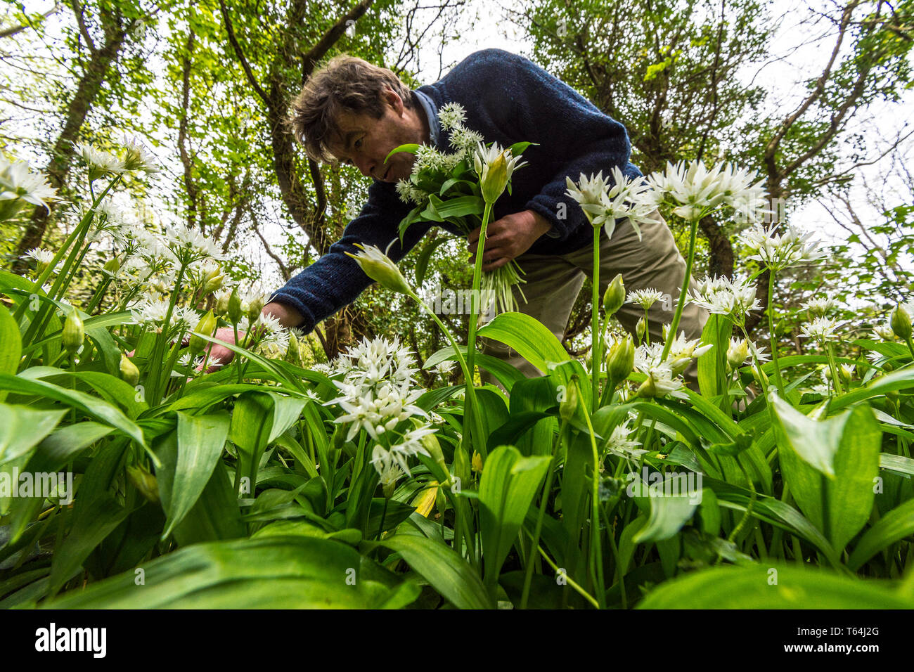 Ardara, County Donegal, Ireland. 29th April 2019. Foraging for wild ...