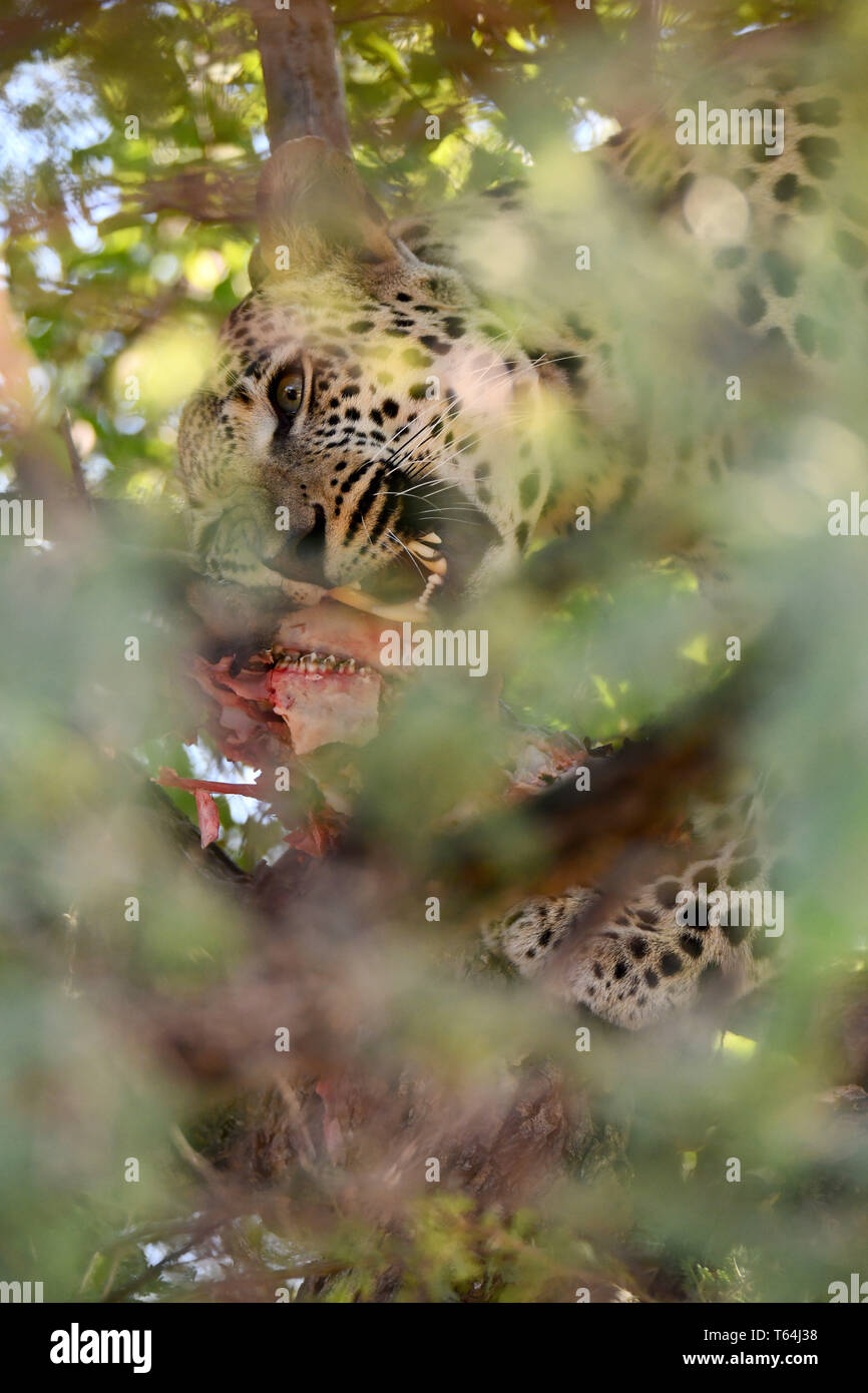 Namibia. 04th Mar, 2019. A leopard has climbed a tree with its prey in ...