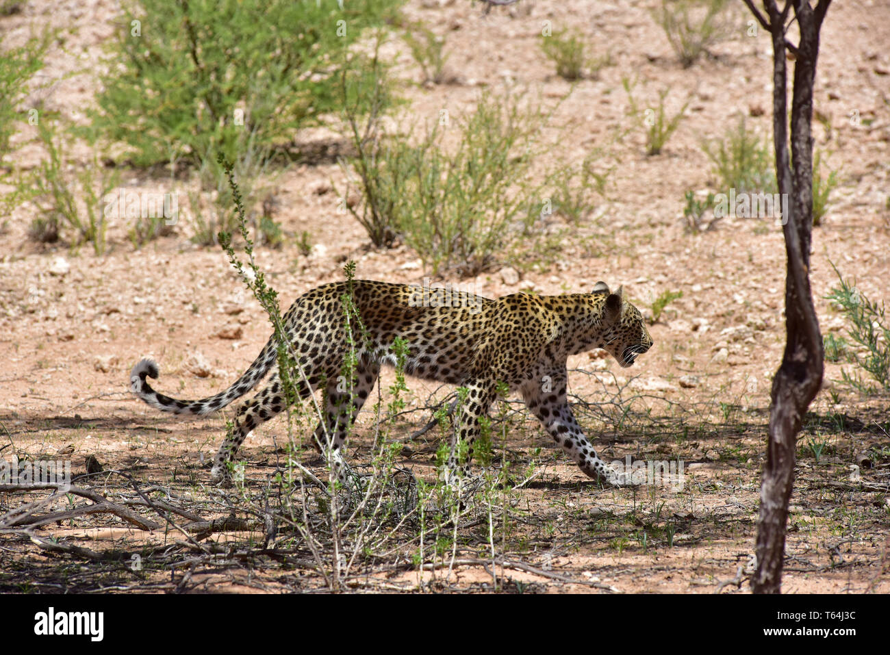 A leopard walks past the photographer over a thinly covered area in the ...