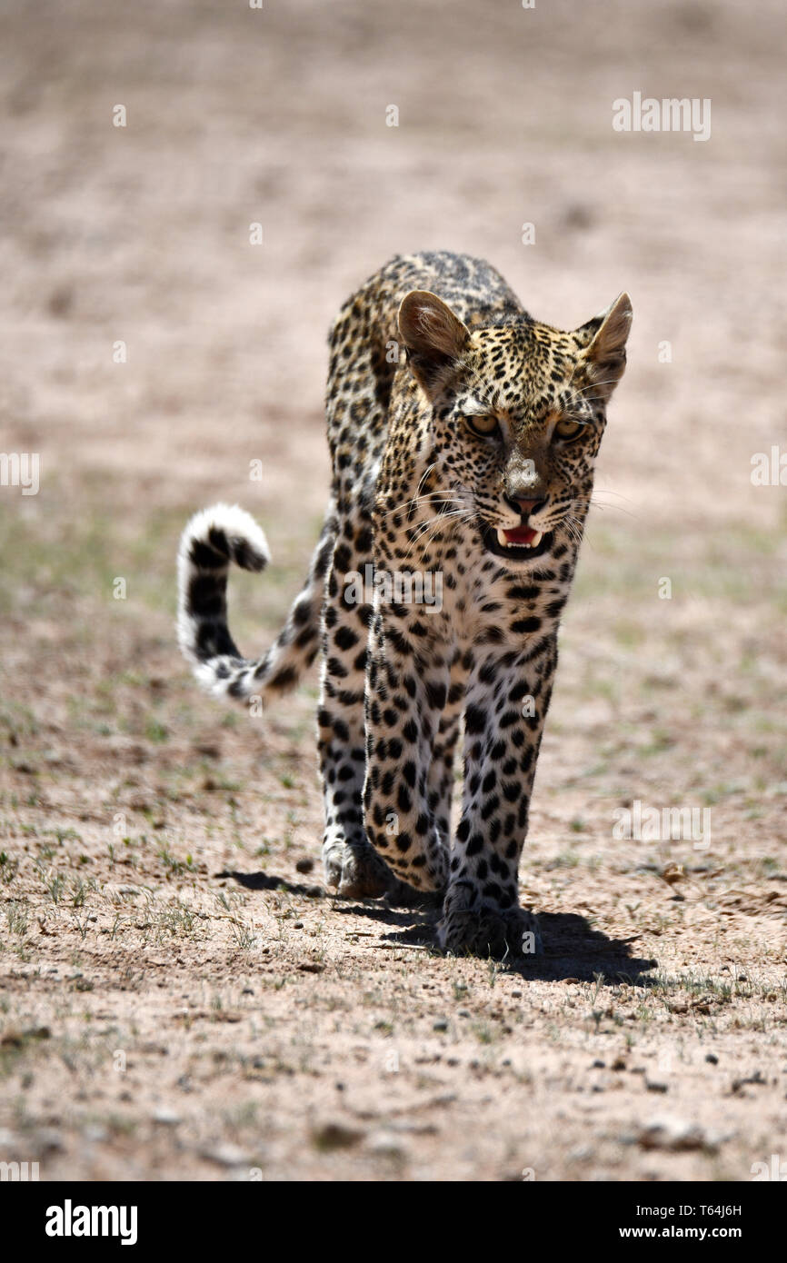 Over a large open space in the Kgalagadi Transfrontier National Park, a ...