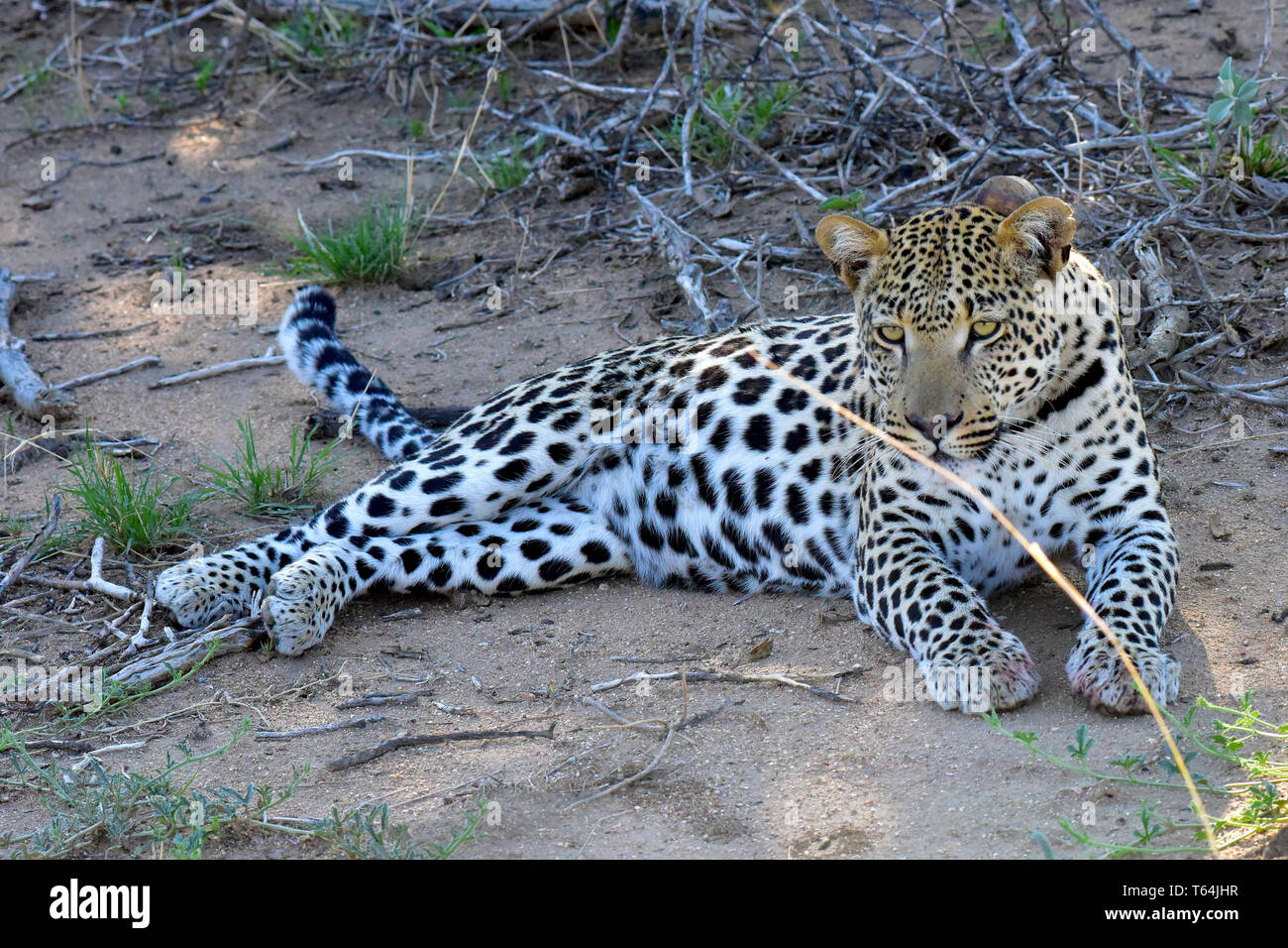 A marinated leopard dressing up and running grooming on the ground in a ...