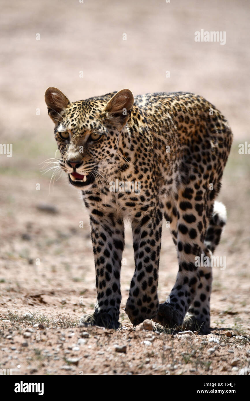 Over a large open space in the Kgalagadi Transfrontier National Park, a ...