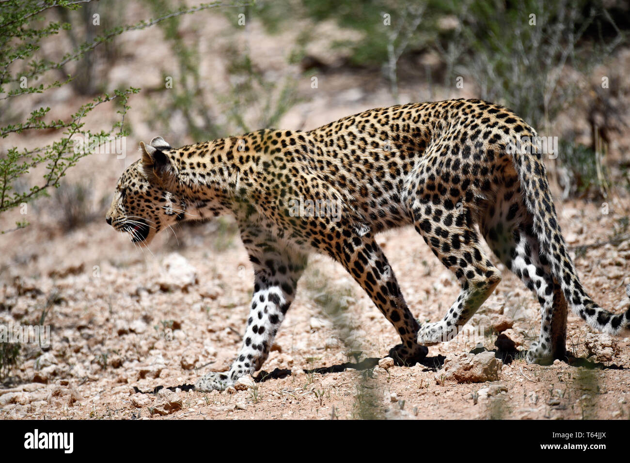 A leopard walks past the photographer over a thinly covered area in the ...