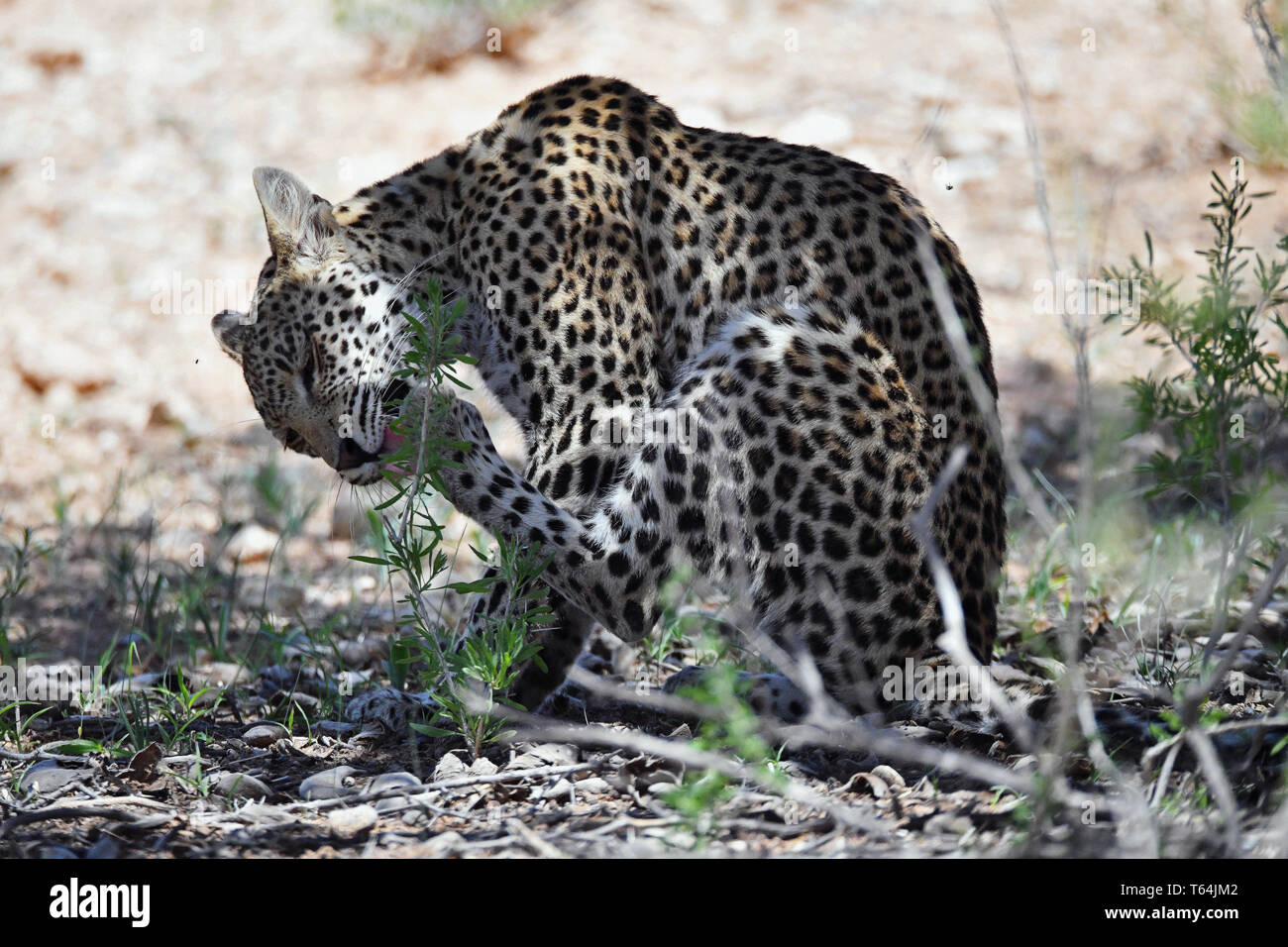 In the shade of a tree, a leopard pauses in the heat of the day in the ...