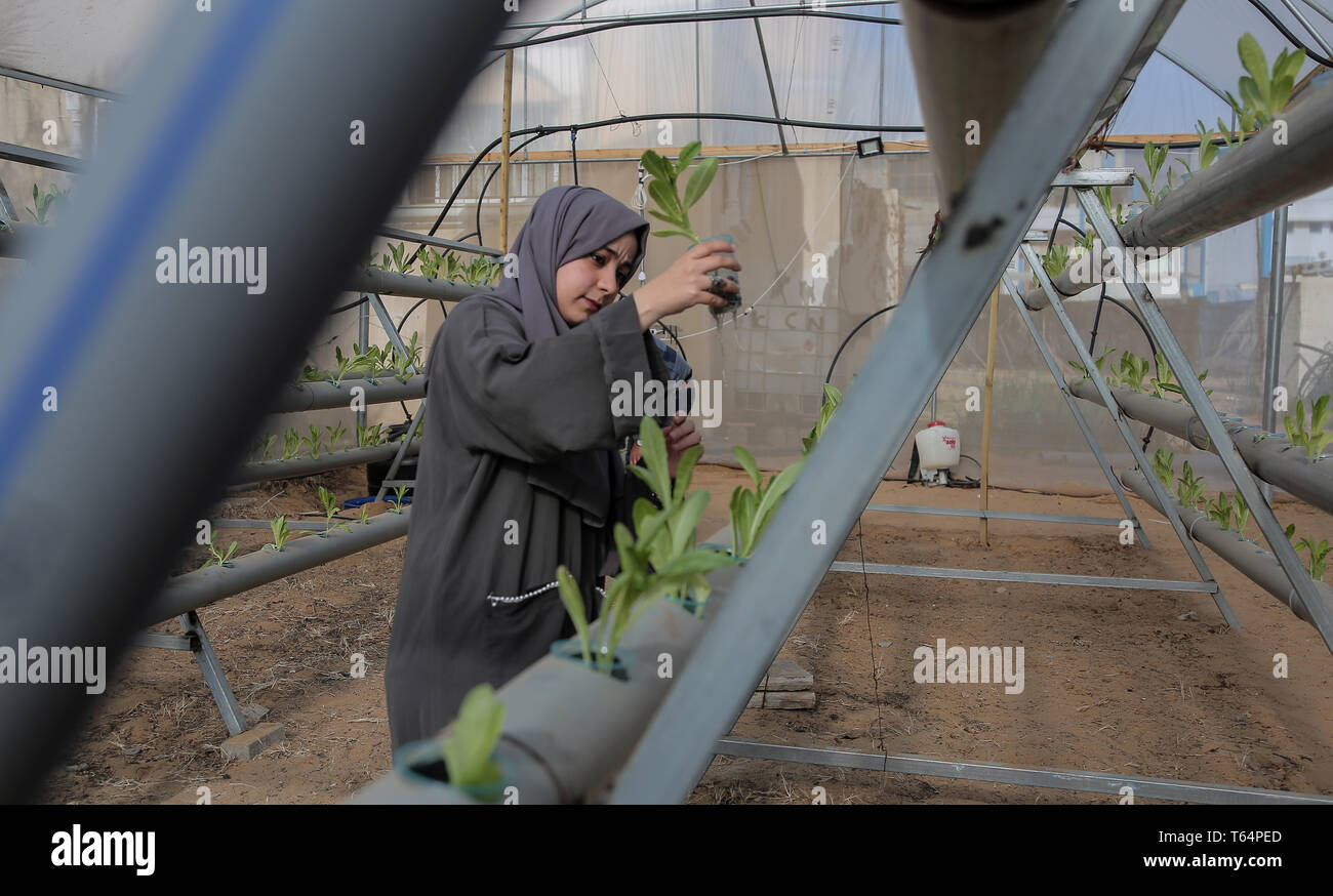 Safia abu daqqa hi-res stock photography and images - Alamy