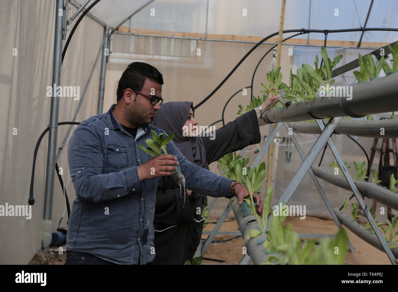 Safia abu daqqa hi-res stock photography and images - Alamy