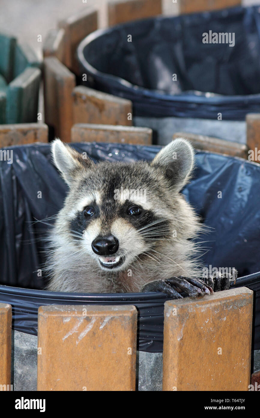 Raccoon garbage can hi-res stock photography and images - Alamy