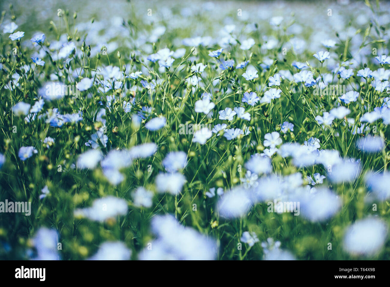 A large field of blooming flax. The concept of natural agriculture ...
