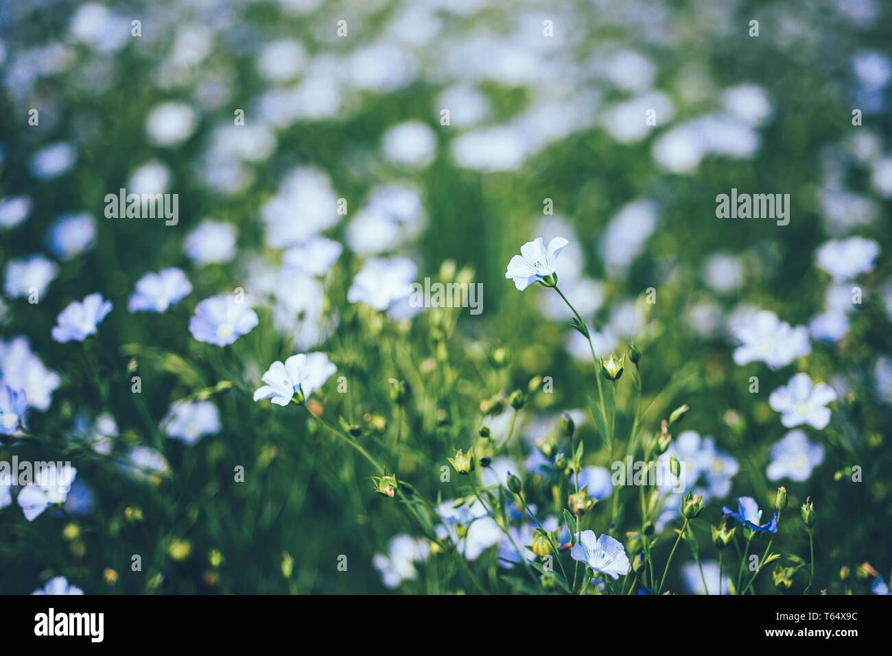 A large field of blooming flax. The concept of natural agriculture ...