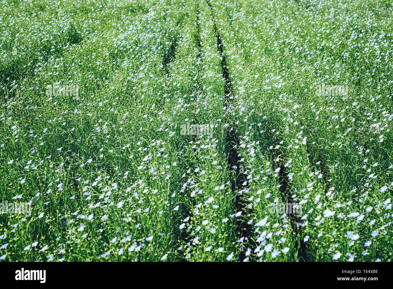 A large field of blooming flax. The concept of natural agriculture ...